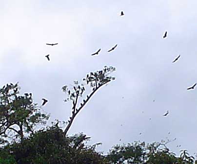 [internet] Limon en octubre- Migracion de Rapaces